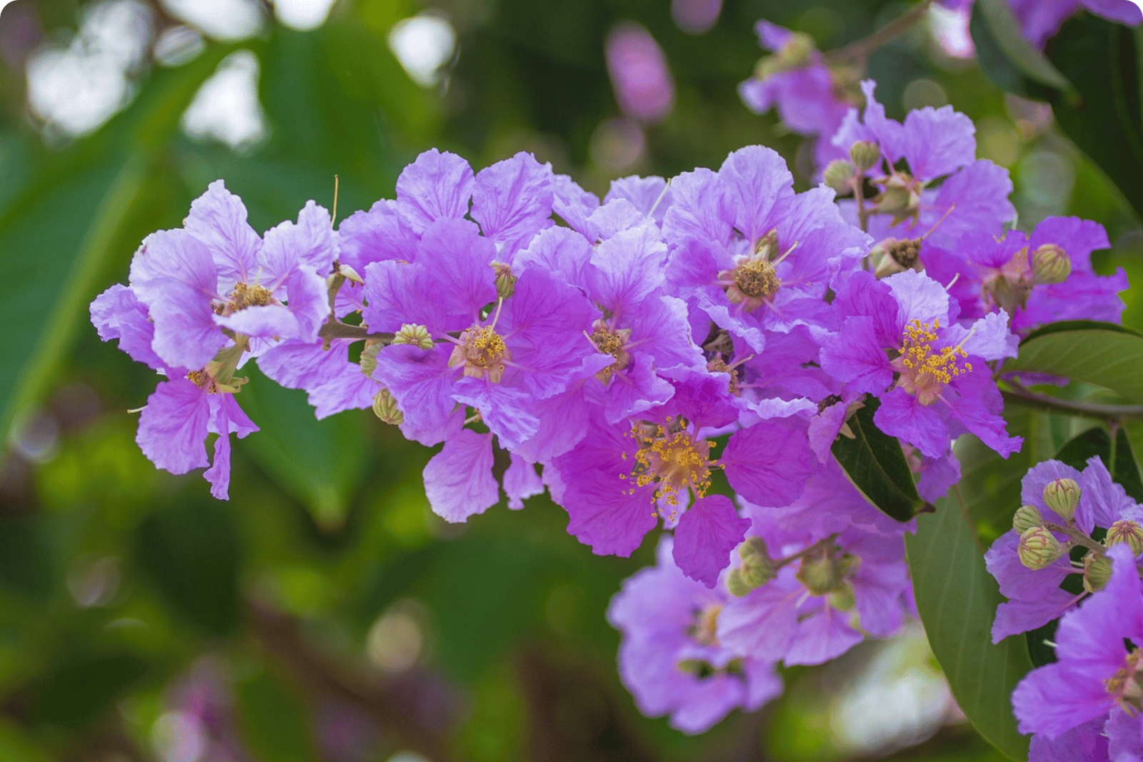 UNLOCK THE BENEFITS OF BANABA LEAF EXTRACT FOR A HEALTHY LIFESTYLE ...