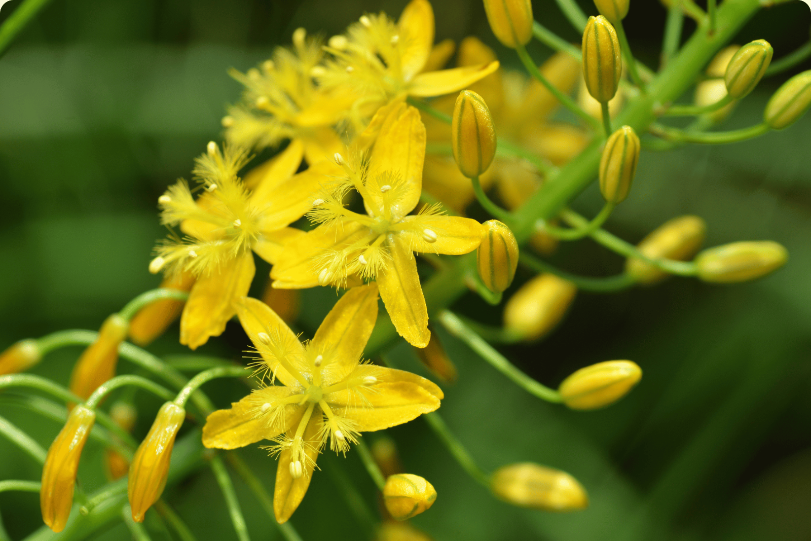 BULBINE NATALENSIS EXTRACT: THE NATURAL SUPERFOOD THAT'S ...