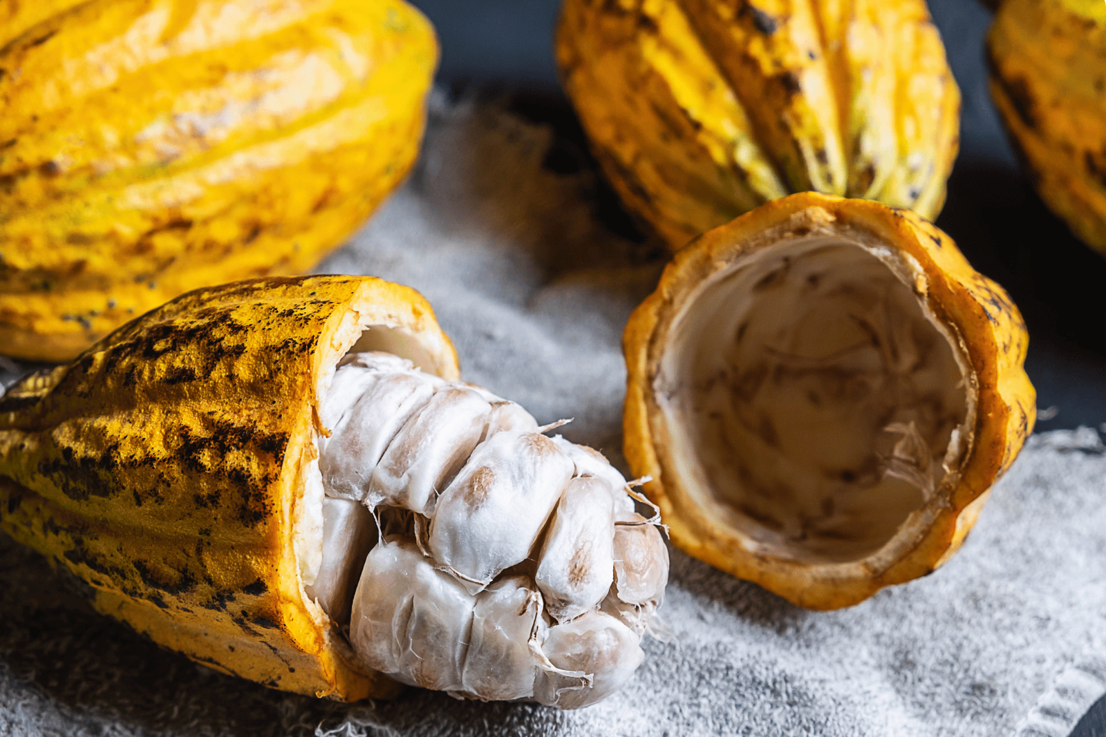 INDULGE IN HEALTH: HOW COCOA SEED EXTRACT CAN TRANSFORM YOUR BODY AND ...