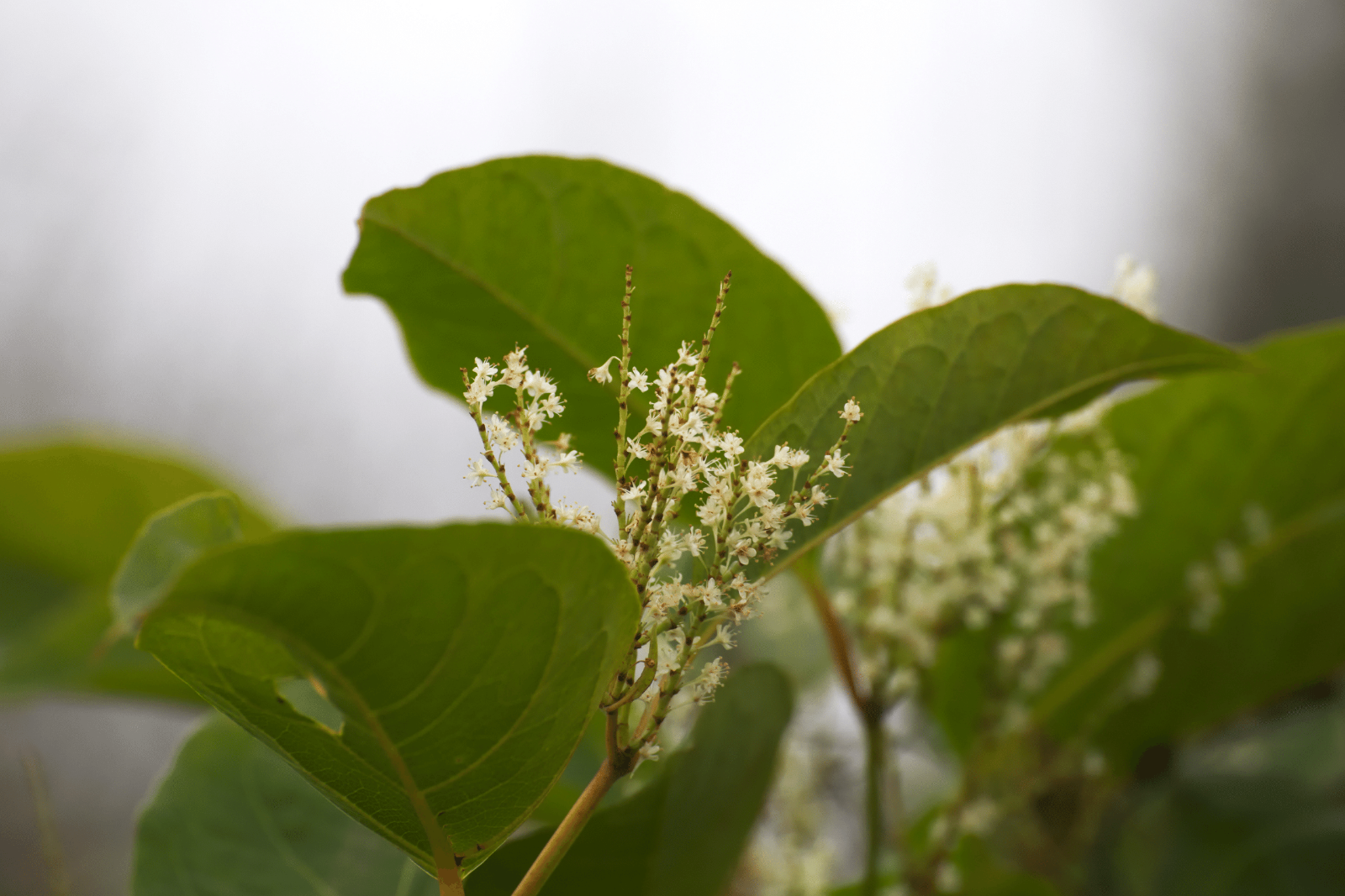 THE ULTIMATE GUIDE TO JAPANESE KNOTWEED EXTRACT: - Glentworth Formulations