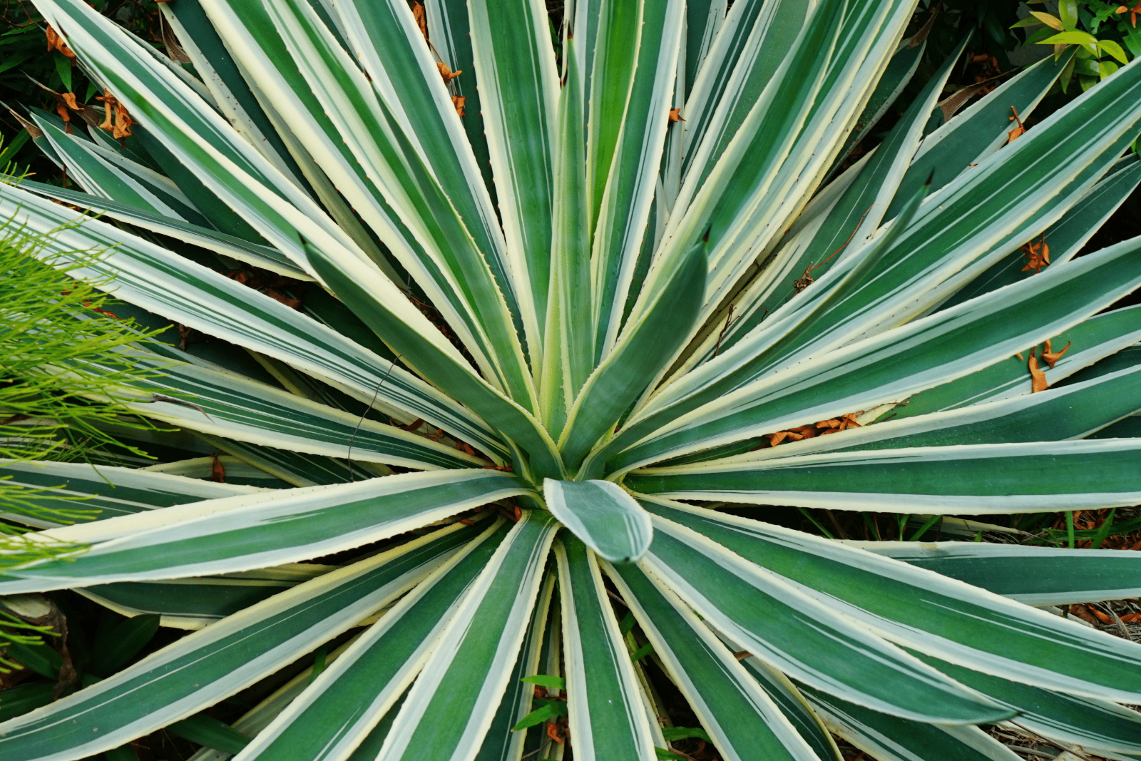 THE RISE OF AGAVE: FROM MARGARITAS TO HEALTH FOOD - Glentworth Formulations