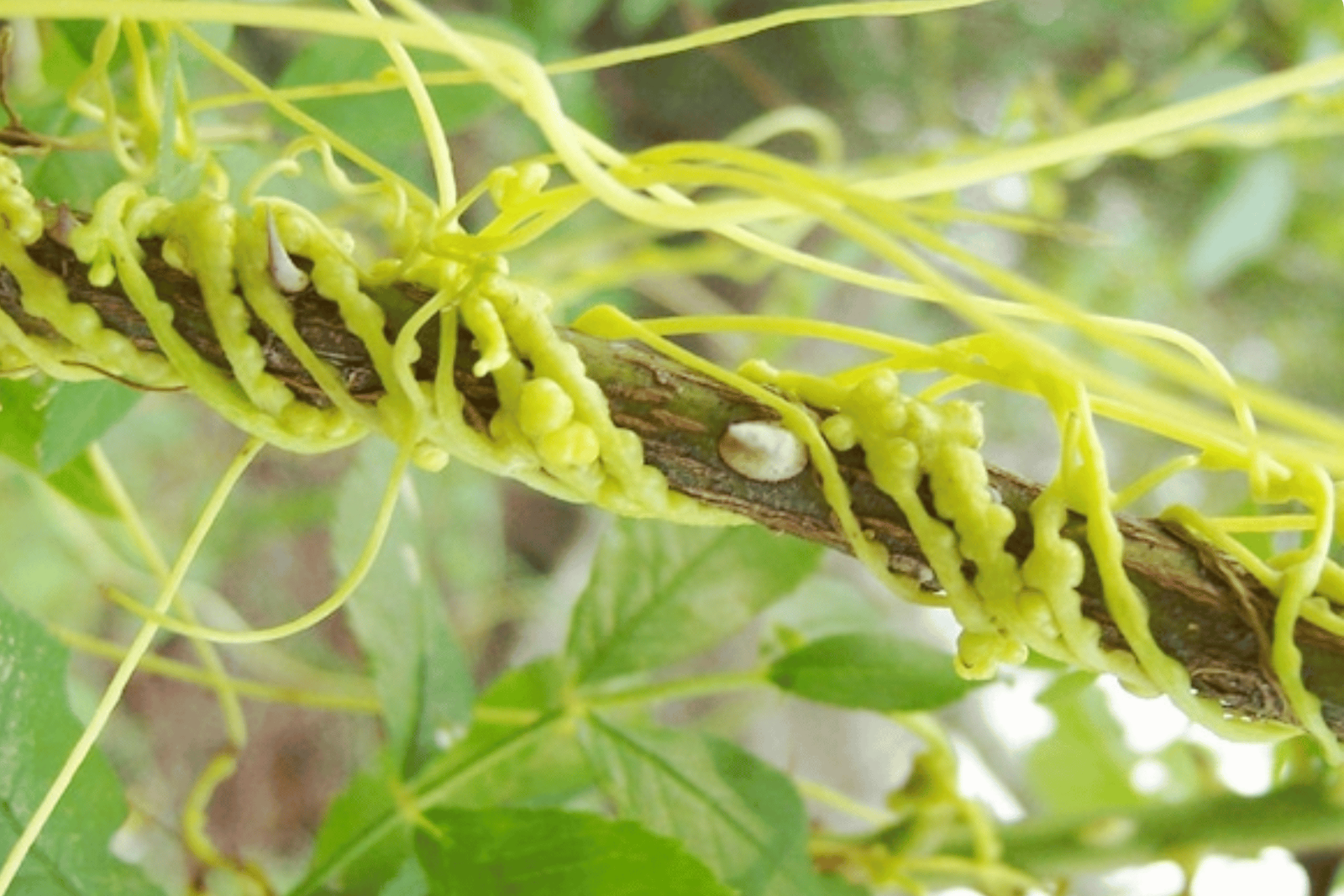 DODDER SEED EXTRACT: USES, DOSAGE AND HOW IT WORKS - Glentworth ...