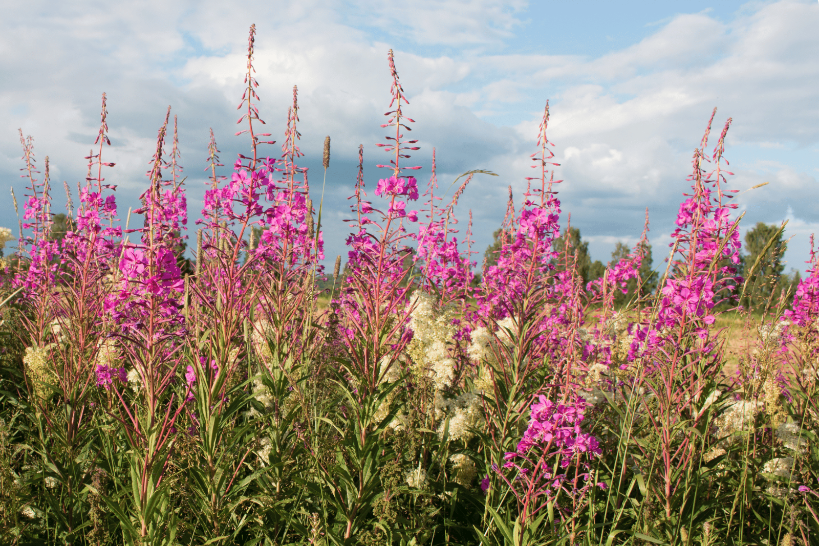 FIREWEED EXTRACT: USES, DOSAGE AND HOW IT WORKS - Glentworth Formulations